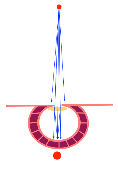 How to build an eye - Gabriel Dall'Alba