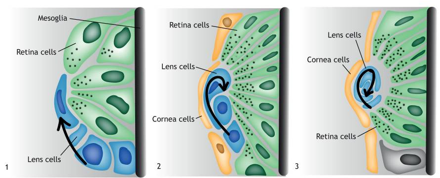 How to build an eye - Gabriel Dall'Alba