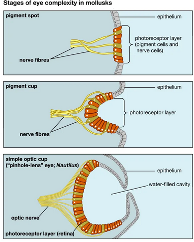How to build an eye - Gabriel Dall'Alba