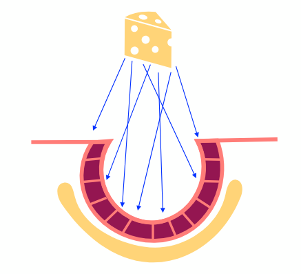 How to build an eye - Gabriel Dall'Alba