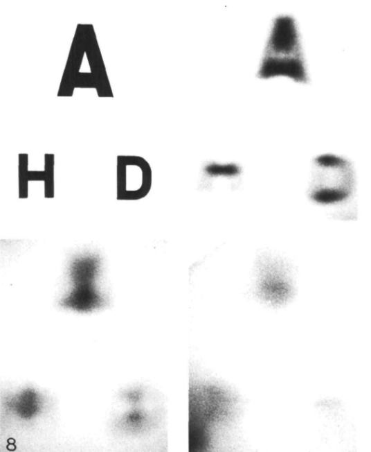 How to build an eye - Gabriel Dall'Alba